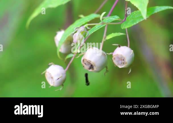 Vaccinium corymbosum (northern highbush blueberry, blue huckleberry ...