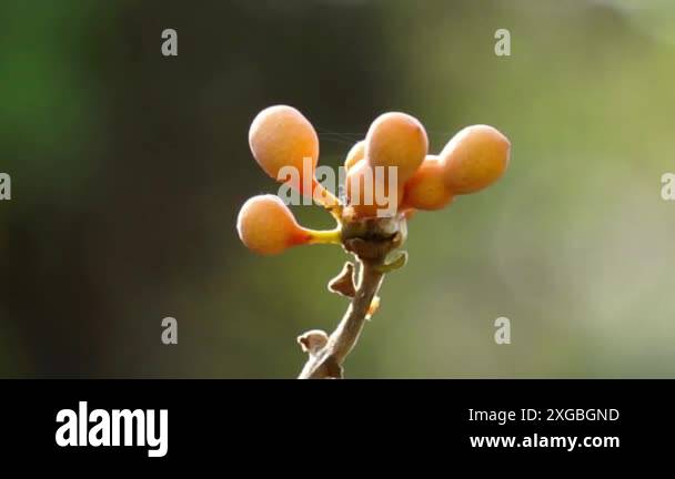 Uvaria rufa (susung kalabaw, Carabao teats, Torres Strait scrambler ...