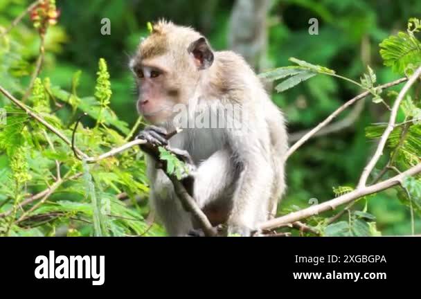 Macaca fascicularis (Monyet kra, kera ekor panjang, monyet ekor panjang ...