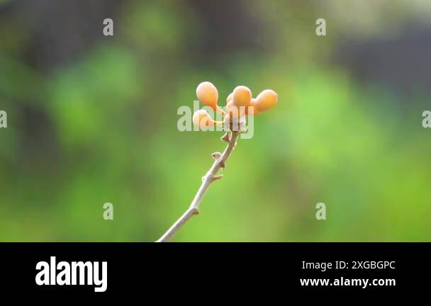 Uvaria rufa (susung kalabaw, Carabao teats, Torres Strait scrambler ...