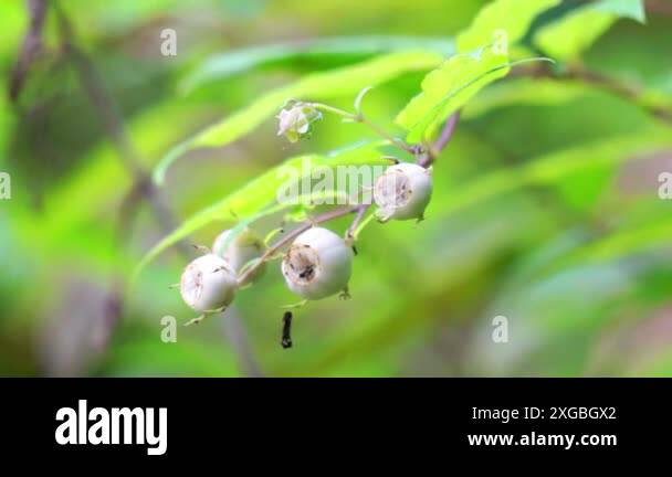 Vaccinium corymbosum (northern highbush blueberry, blue huckleberry ...
