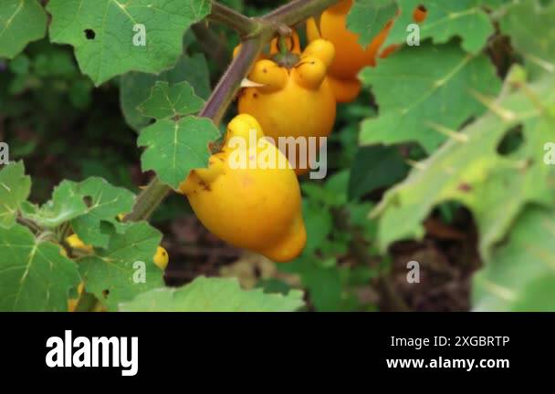 Ornamental solanum mammosum plant Stock Videos & Footage - HD and 4K ...