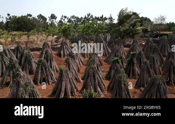 Horizontal fruit trees Stock Videos & Footage - HD and 4K Video Clips ...
