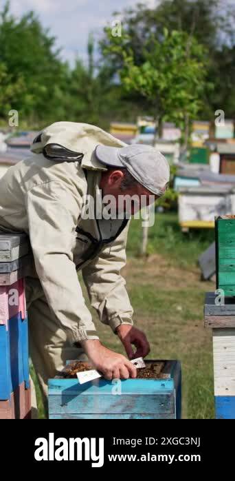 Professional apiarist standing near the wooden hives. Man takes a frame ...