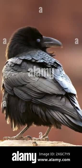 Brilliant white fauna Stock Videos & Footage - HD and 4K Video Clips ...