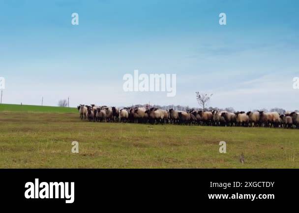 Stop sheep Stock Videos & Footage - HD and 4K Video Clips - Alamy