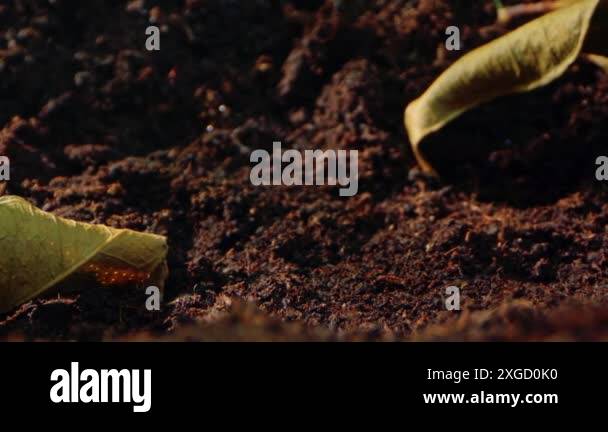 Capturing the Passage of Time: Mesmerizing Time-Lapse of Plant Growth ...