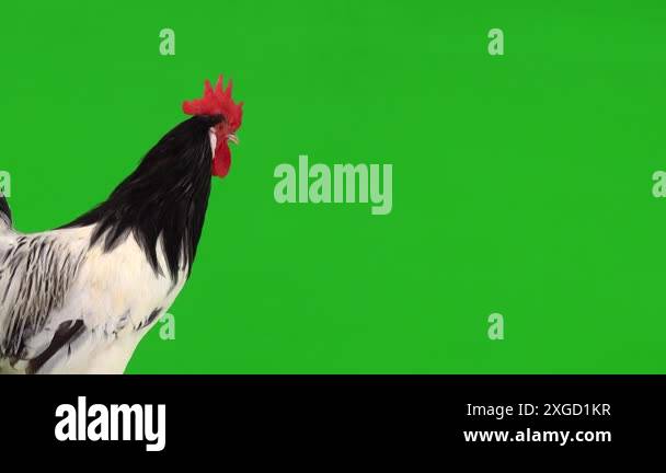 Talking rooster Stock Videos & Footage - HD and 4K Video Clips - Alamy