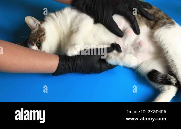 Mastitis in a cat. A doctor examines a cats mammary gland, close-up ...
