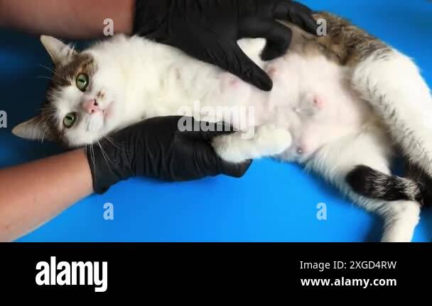 Mastitis in a cat. A doctor examines a cats mammary gland, close-up ...