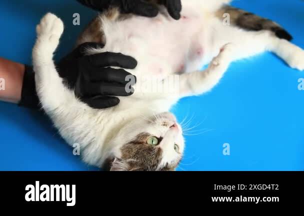 Mastitis in a cat. A doctor examines a cats mammary gland, close-up ...