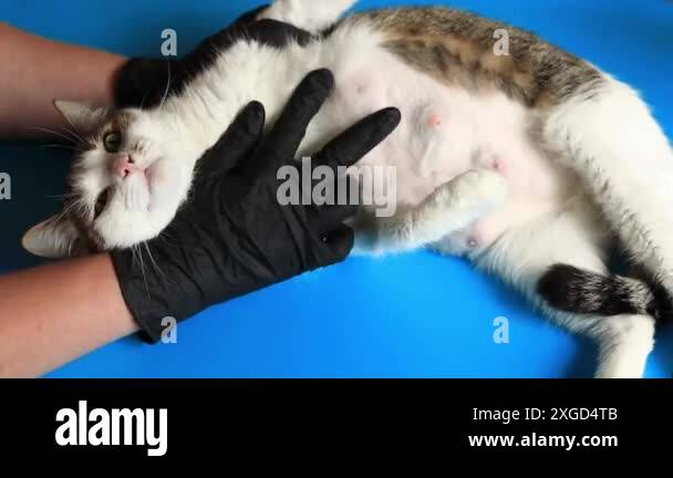 Mastitis in a cat. A doctor examines a cats mammary gland, close-up ...