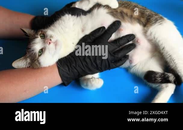 Mastitis in a cat. A doctor examines a cats mammary gland, close-up ...