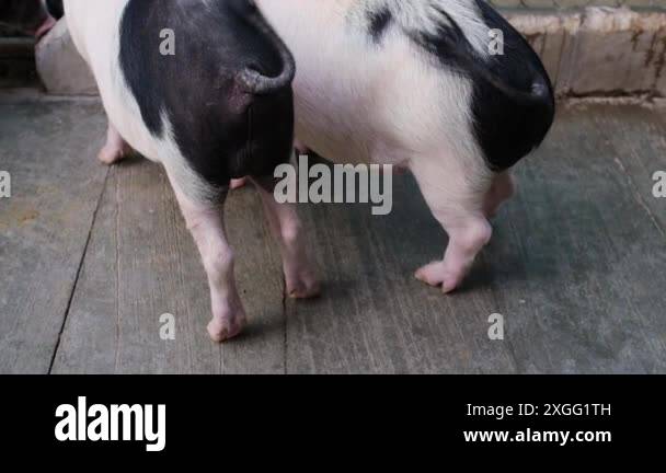 Concrete tails Stock Videos & Footage - HD and 4K Video Clips - Alamy