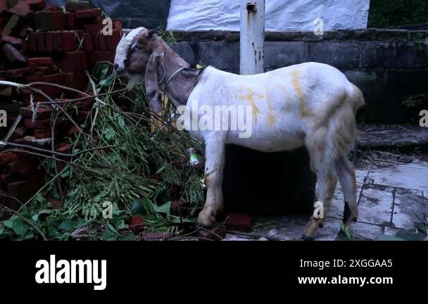 Goat (kambing qurban) for the slaughter preparation of sacrifices on ...