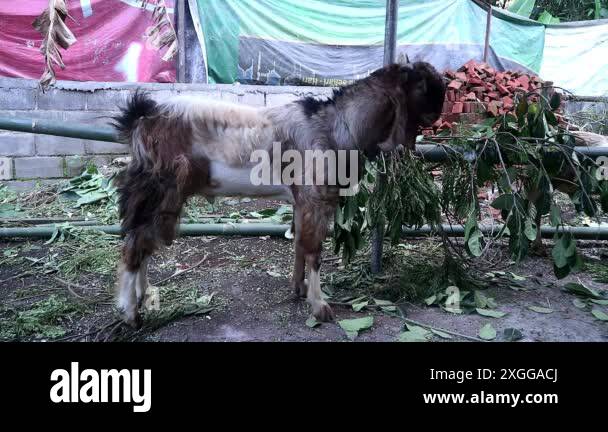 Goat (kambing qurban) for the slaughter preparation of sacrifices on ...