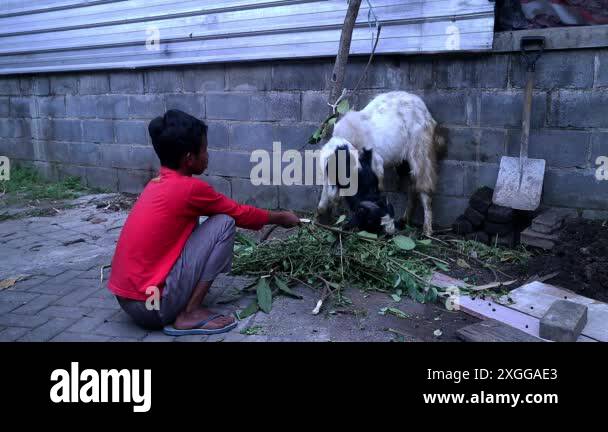 Goat (kambing qurban) for the slaughter preparation of sacrifices on ...