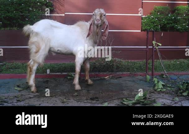 Goat (kambing qurban) for the slaughter preparation of sacrifices on ...