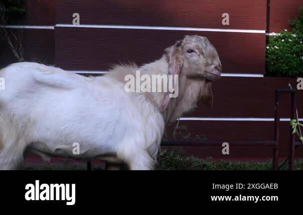 Goat (kambing qurban) for the slaughter preparation of sacrifices on ...