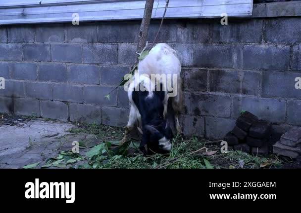 Goat (kambing qurban) for the slaughter preparation of sacrifices on ...