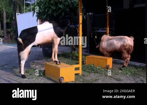 Goat (kambing qurban) for the slaughter preparation of sacrifices on ...