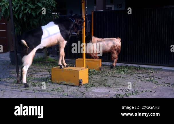 Goat (kambing qurban) for the slaughter preparation of sacrifices on ...