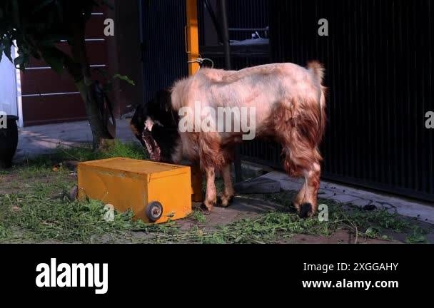 Goat (kambing qurban) for the slaughter preparation of sacrifices on ...