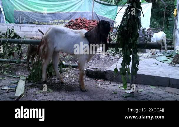 Goat (kambing qurban) for the slaughter preparation of sacrifices on ...