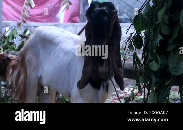 Goat (kambing qurban) for the slaughter preparation of sacrifices on ...
