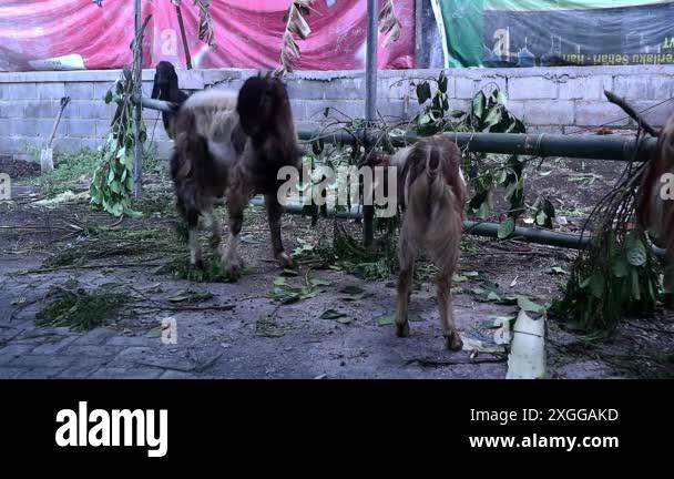 Goat (kambing qurban) for the slaughter preparation of sacrifices on ...