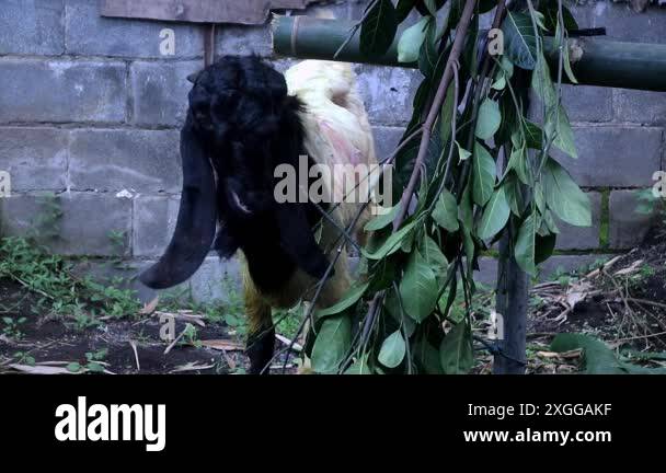 Goat (kambing qurban) for the slaughter preparation of sacrifices on ...