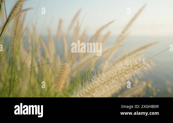 Background fluffy spikes green Stock Videos & Footage - HD and 4K Video ...