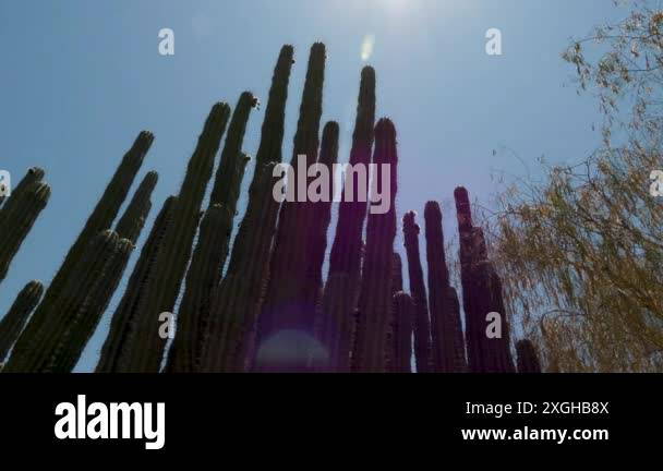 Native plants arizona landscape Stock Videos & Footage - HD and 4K ...