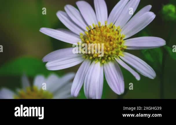Frost aster symphyotrichum pilosum Stock Videos & Footage - HD and 4K ...