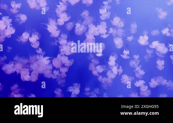 Ethereal forms Stock Videos & Footage - HD and 4K Video Clips - Alamy