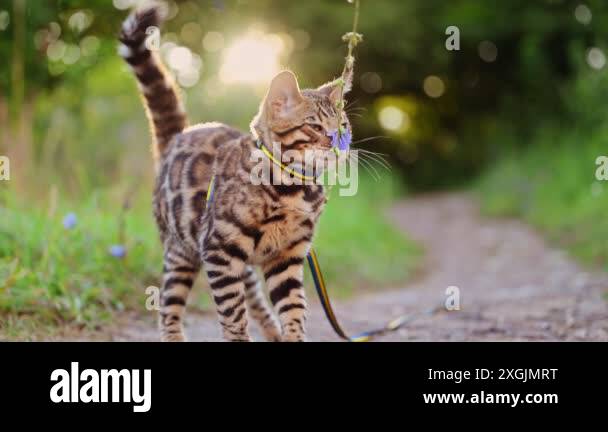 Bengal flower Stock Videos & Footage - HD and 4K Video Clips - Alamy