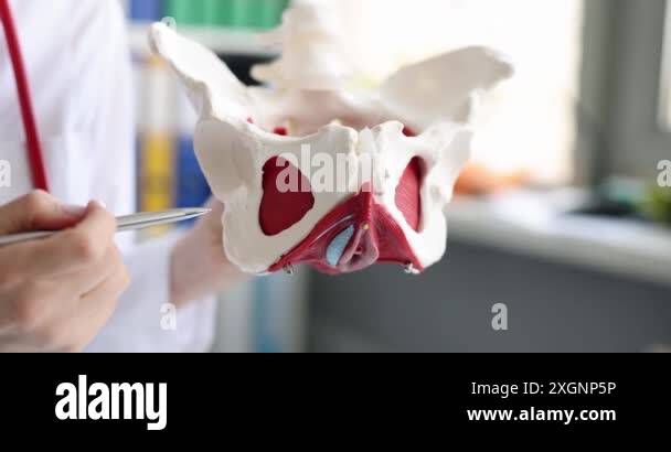Doctor holds anatomical model of human pelvis with pelvic bones ...