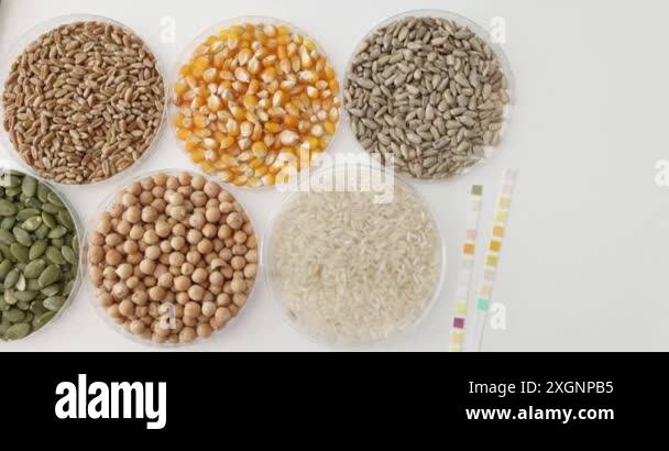 Gmo concept different grains Stock Videos & Footage - HD and 4K Video ...
