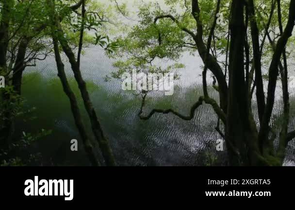 Overhanging tree trees Stock Videos & Footage - HD and 4K Video Clips ...