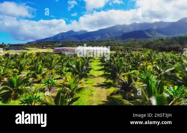 Coconut tree oahu Stock Videos & Footage - HD and 4K Video Clips - Alamy