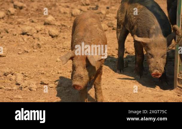 Domestic hogs Stock Videos & Footage - HD and 4K Video Clips - Alamy
