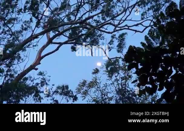 Walk through the forest or woodland looking up at the treetop and ...
