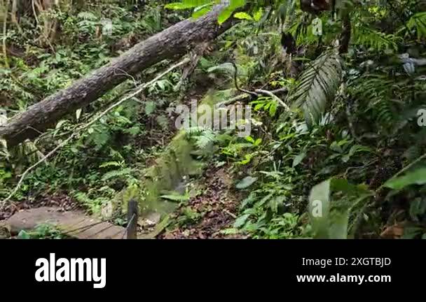Path blocked by fallen tree Stock Videos & Footage - HD and 4K Video ...