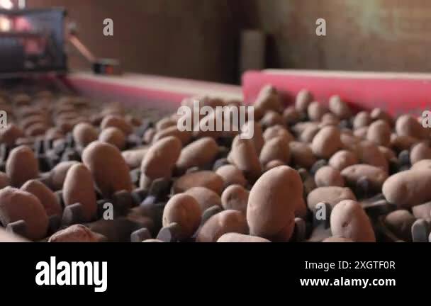 A detailed view of newly harvested potatoes moving on a conveyor belt ...