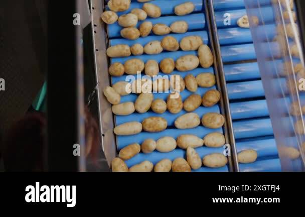 In a potato factory, a worker wearing gloves is sorting fresh potatoes ...