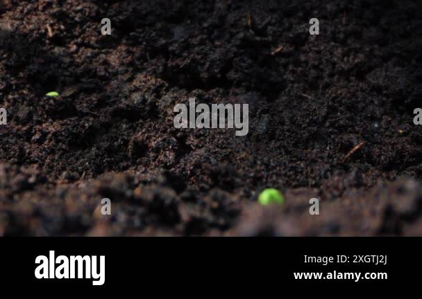 Life cycle evolution Stock Videos & Footage - HD and 4K Video Clips - Alamy