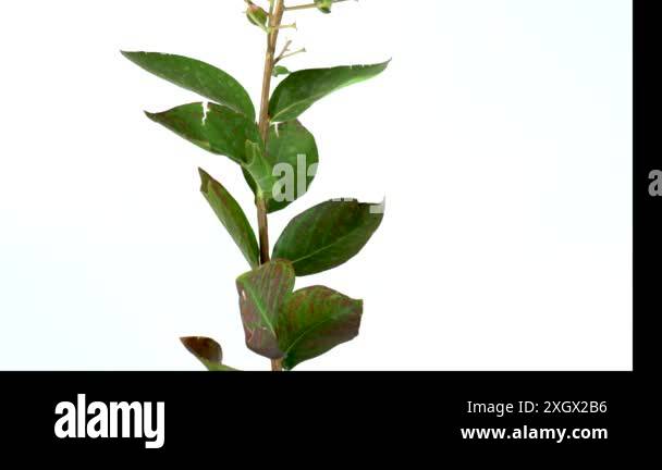 Lagerstroemia indica, Jupiter tree, Crespon, Lagerstroemia indica ...