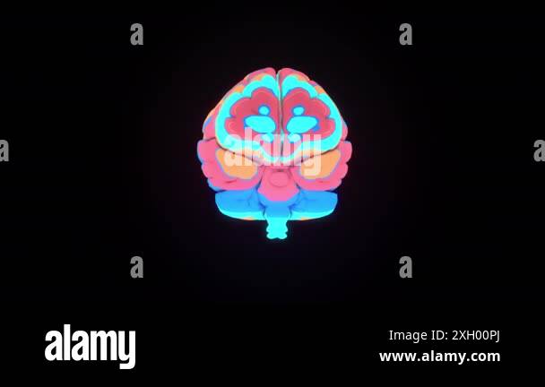 Brain surface anatomy Stock Videos & Footage - HD and 4K Video Clips ...
