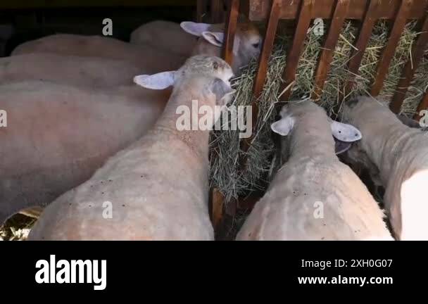 Rustic pennsylvania Stock Videos & Footage - HD and 4K Video Clips - Alamy