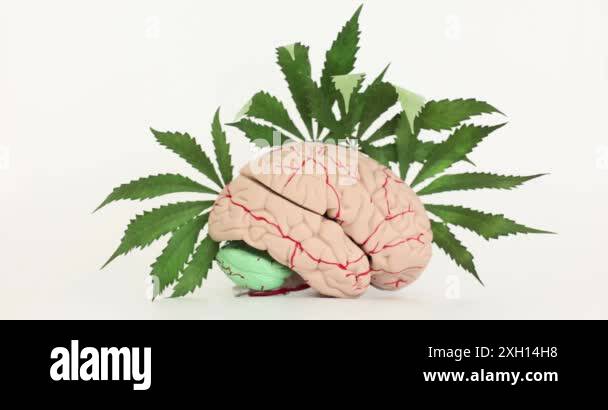 Artificial model of human brain surrounded with cannabis leaves on ...